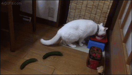 Cucumbers GIF - Find on GIFER