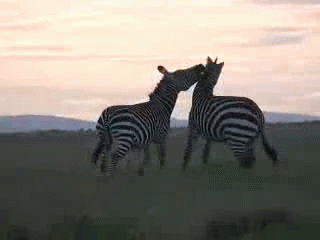 Zebra animals fighting GIF - Find on GIFER