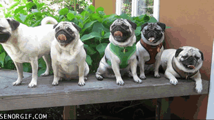 Leadership dog GIF - Find on GIFER