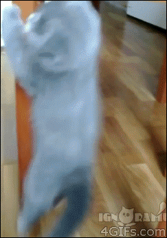 Bouncing spaz cat GIF - Find on GIFER