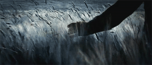 GIF gladiator wheat film - animated GIF on GIFER