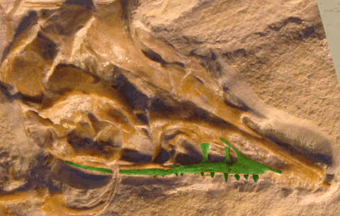 GIF reptile - animated GIF on GIFER