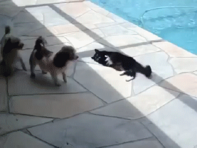 Cats dogs pools GIF - Find on GIFER