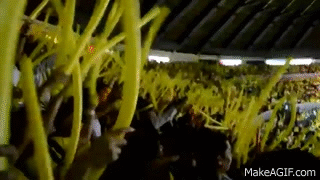 Cheering GIF - Find on GIFER