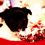 Wrapping paper dog animals GIF - Find on GIFER