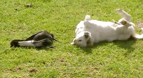Animal friendship GIF - Find on GIFER