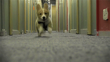 Chase run GIF - Find on GIFER