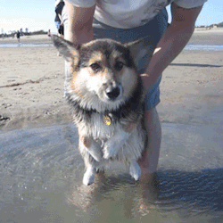 GIF ein - animated GIF on GIFER