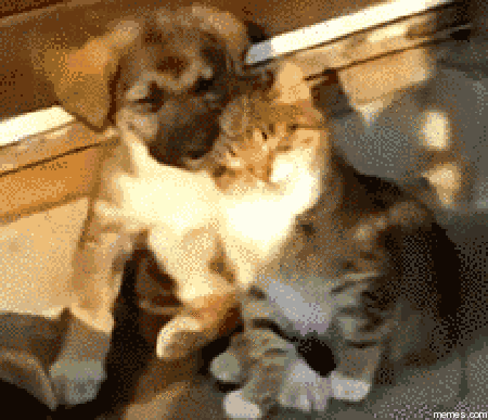 Snuggle GIF - Find on GIFER