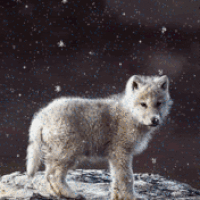 Wolves GIF - Find on GIFER