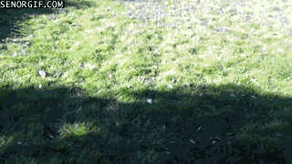 GIF cat dog chasing - animated GIF on GIFER