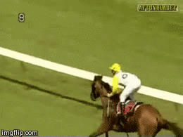 Mrw horse my GIF - Find on GIFER