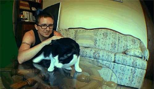 Affection cat GIF - Find on GIFER