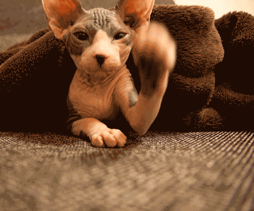 GIF cat munchlax - animated GIF on GIFER