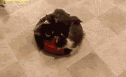 Kittens roomba GIF - Find on GIFER