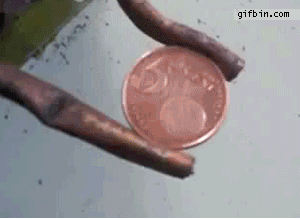 Electrocuted chemical reaction xpost GIF - Find on GIFER