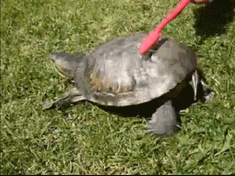 Turtles GIF - Find on GIFER