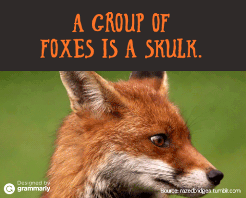 Animal collective GIF - Find on GIFER