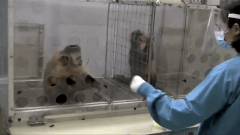 GIF monkeys - animated GIF on GIFER