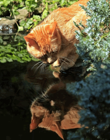 GIF pule - animated GIF on GIFER