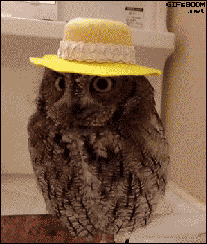 Hat GIF - Find on GIFER