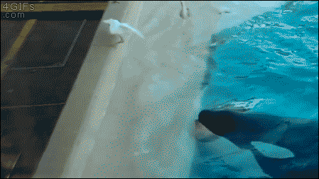 Lure GIF - Find on GIFER