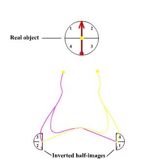 GIF perception - animated GIF on GIFER