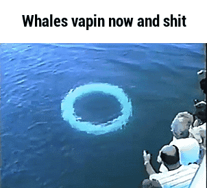 Whales GIF - Find on GIFER