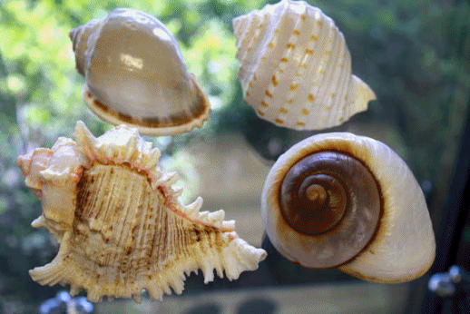 Shell GIF - Find on GIFER