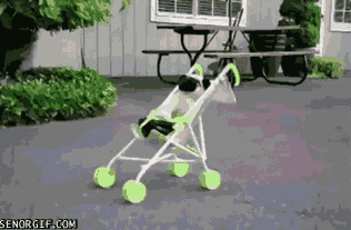 Stroller dogs pug GIF - Find on GIFER