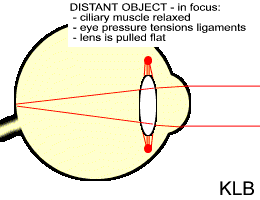Eye GIF - Find on GIFER