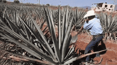 Dutch GIF - Find on GIFER