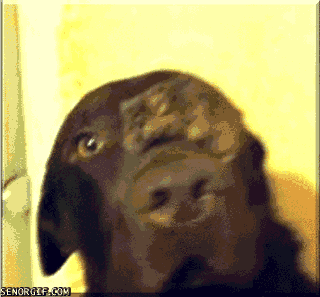 Freaked Out Dog Gif