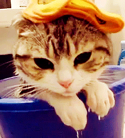 Cat animals sitting GIF - Find on GIFER