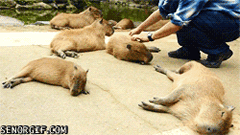 Squee GIF on GIFER - by Brawield