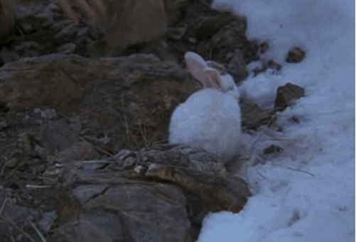 The revenant GIF - Find on GIFER