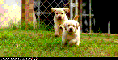 Animal GIF - Find on GIFER