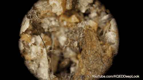 Nature gross cleaning GIF - Find on GIFER