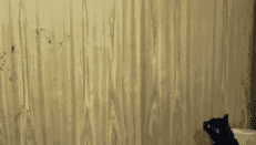 GIF cat work friday - animated GIF on GIFER
