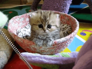 Curious cat GIF - Find on GIFER
