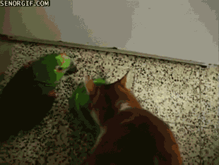 Food parrot GIF - Find on GIFER