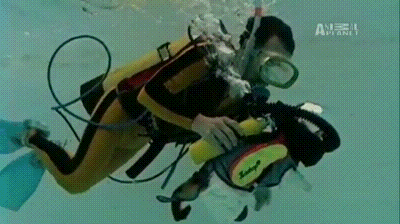 Cat sea kind GIF - Find on GIFER