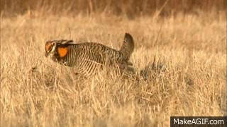 Prairie GIF on GIFER - by Buzadar