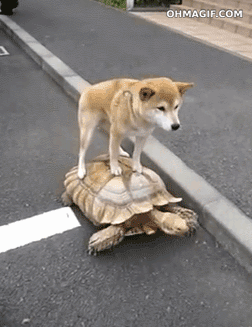 Dog turtle road GIF - Find on GIFER