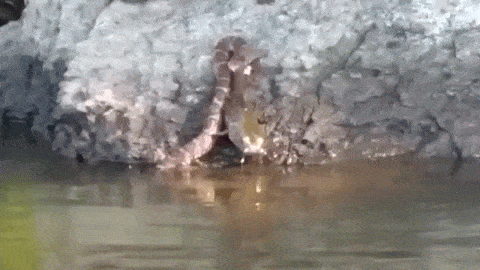 Catfish GIF - Find on GIFER