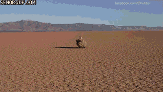 Pug memes seor GIF - Find on GIFER