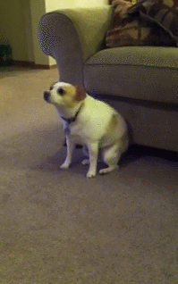 Obese Dachshund Gif