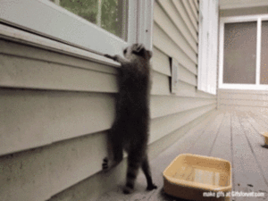 GIF sneaky - animated GIF on GIFER