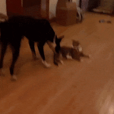 Oscar nominee GIF - Find on GIFER