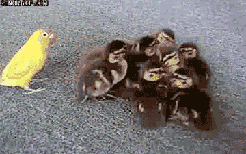 Grouping cute animals GIF - Find on GIFER